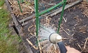 What Happens When You Bury A Fish Head Under A Tomato Plant - Self ...