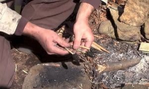 16 Uses Of Sticky Sap For Wilderness Survival And Self-Reliance - Self ...