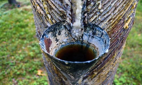 16 Uses Of Sticky Sap For Wilderness Survival And Self-Reliance - Self ...