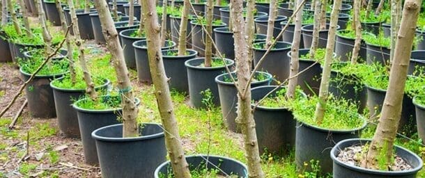The Best Fruit Trees to Grow in Five Gallon Buckets - Self Sufficient ...