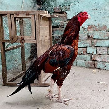 These Are The Most Dangerous Chicken Breeds