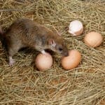 Animals That Are Stealing Chicken Eggs: What To Do