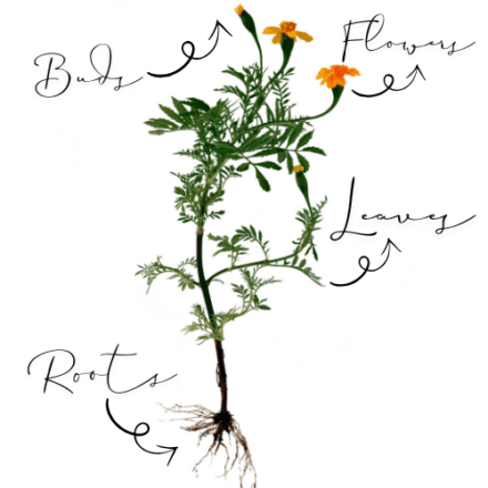 Marigold 101 - Self Sufficient Projects