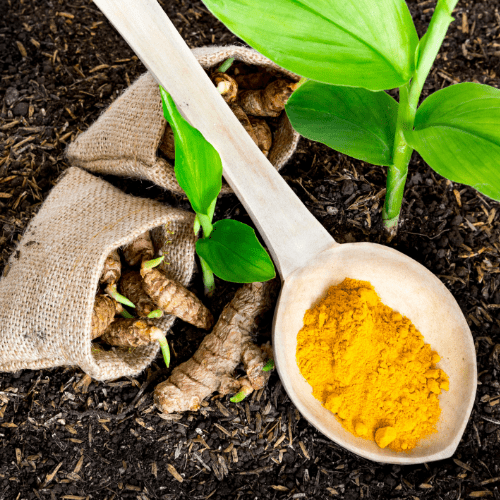Turmeric for Plants? Sprinkle It in Your Garden and Watch What Happens ...