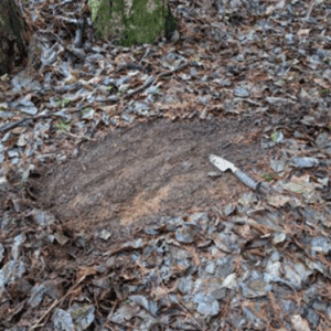 How to Make a Dakota Fire Hole That Burns Without Smoke - Self ...